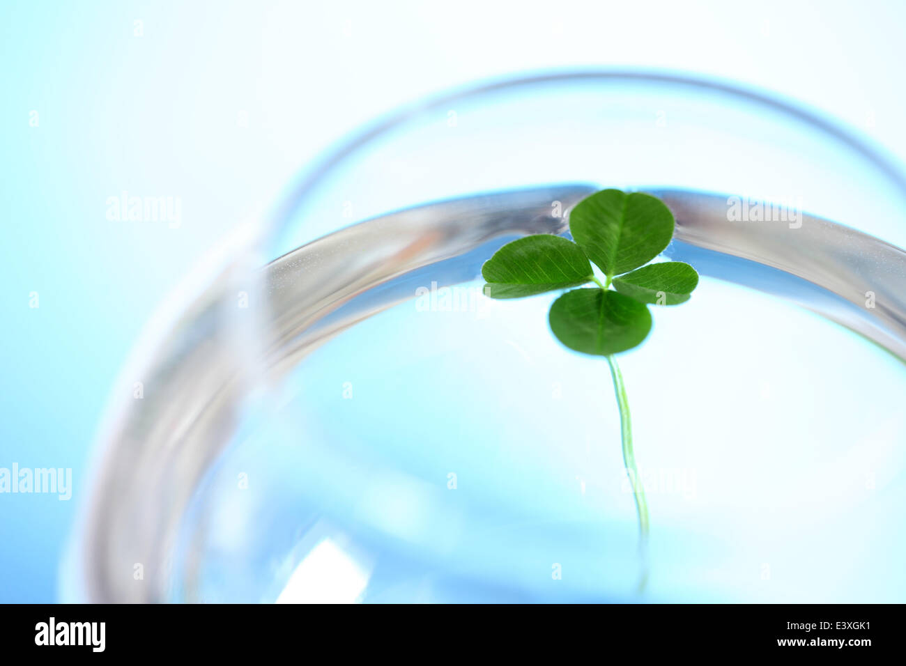 Japan clover hi-res stock photography and images - Alamy