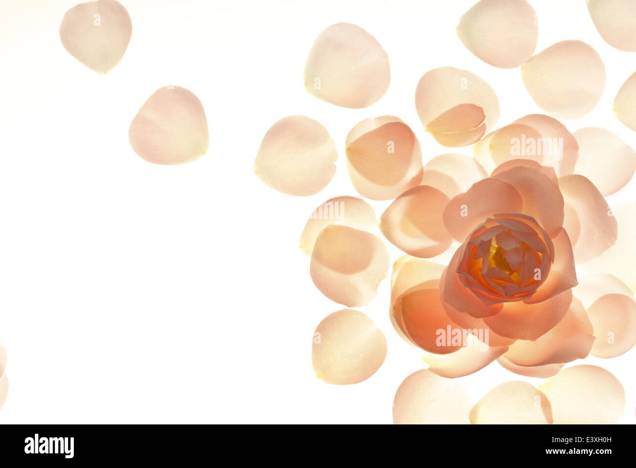 Flower scattering hi-res stock photography and images - Alamy