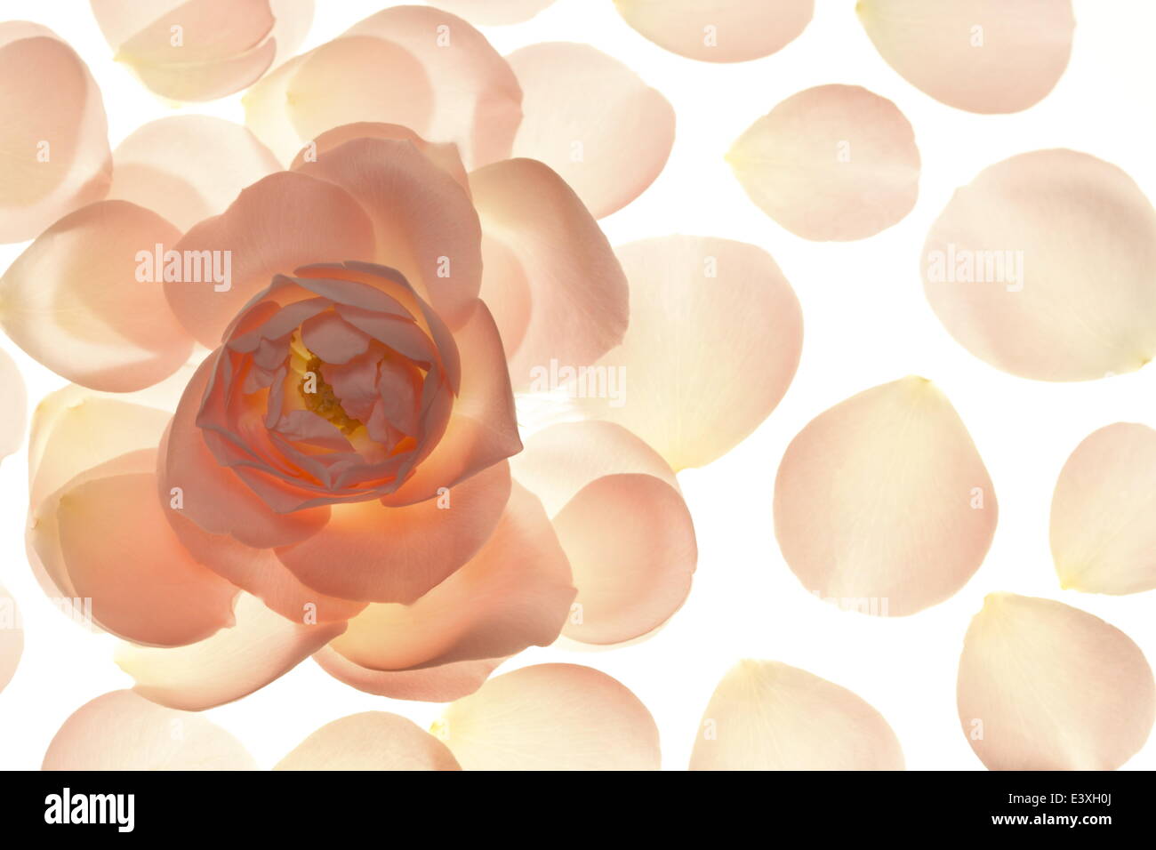 Flower scattering hi-res stock photography and images - Alamy