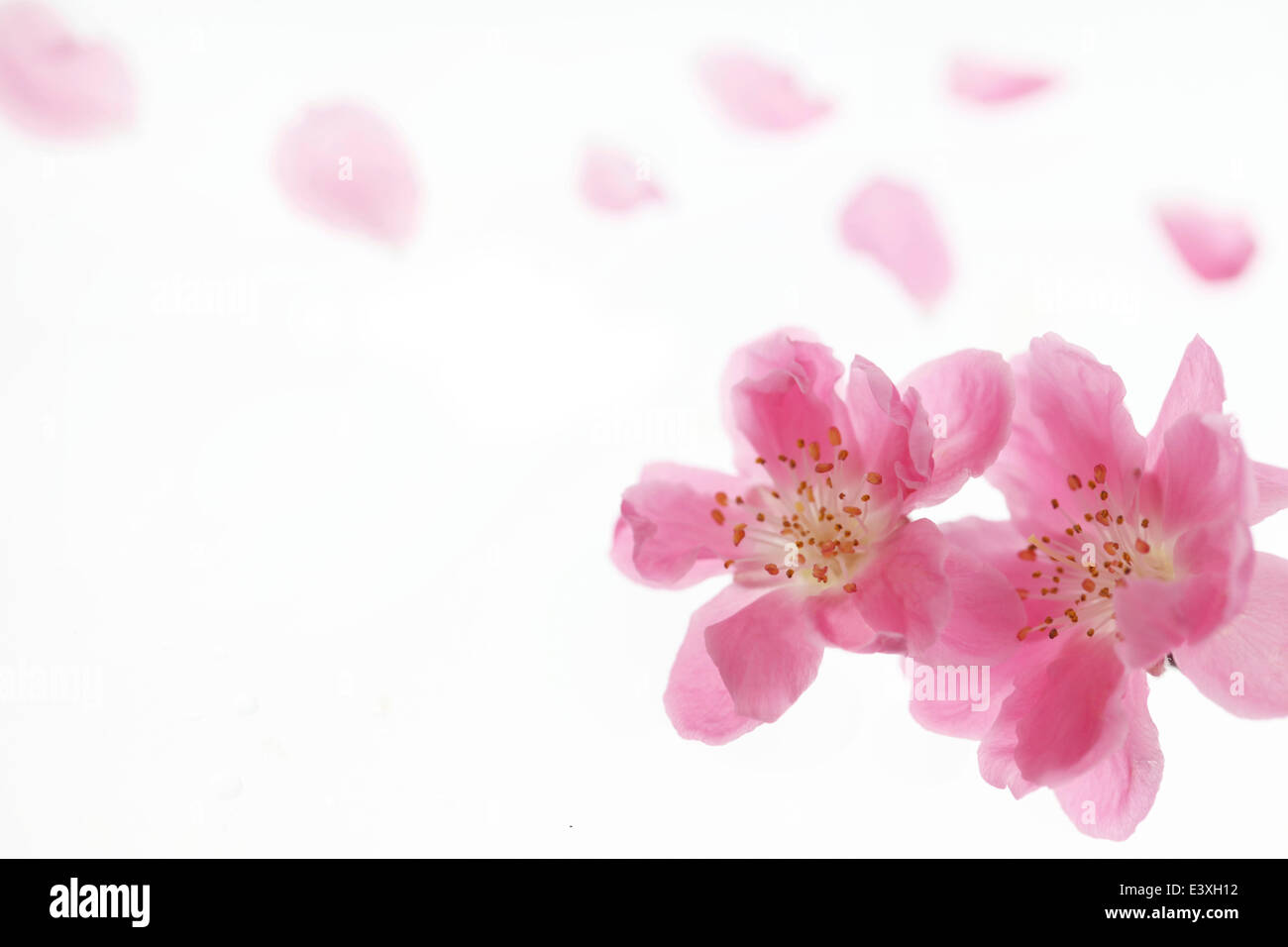 Flower scattering hi-res stock photography and images - Alamy