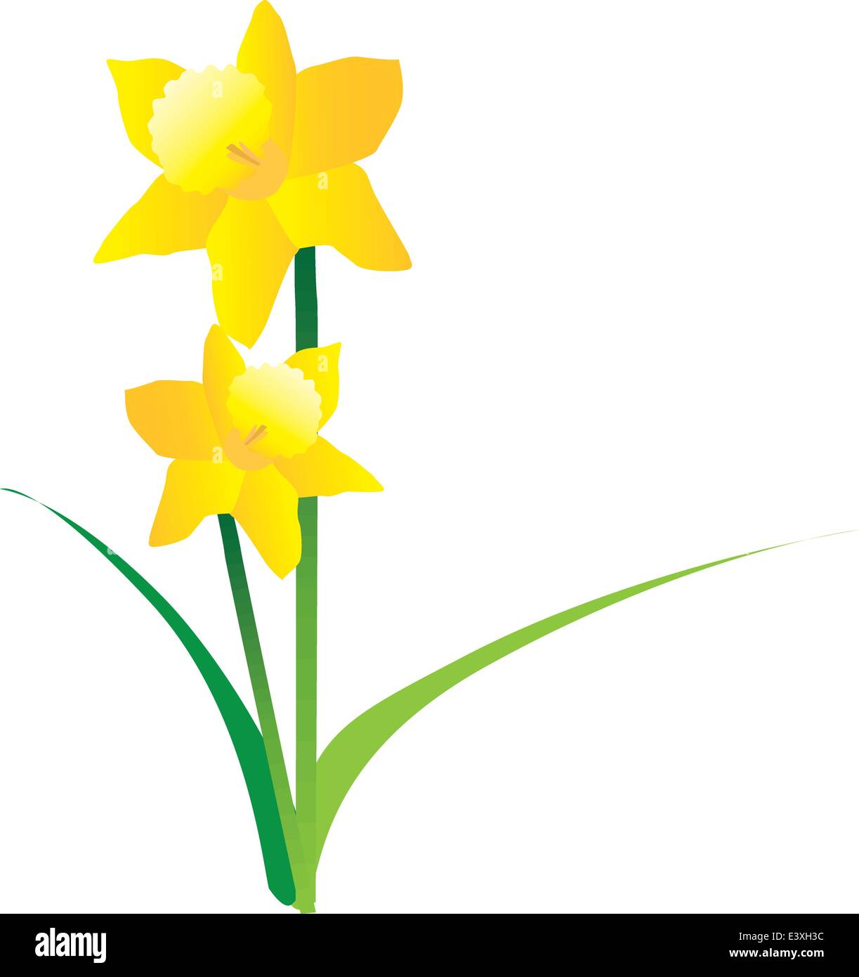 illustration cut out of yellow daffodils Stock Vector Image & Art - Alamy