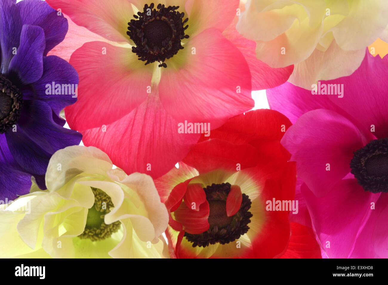 Studio shot of pink anemone hi-res stock photography and images - Alamy