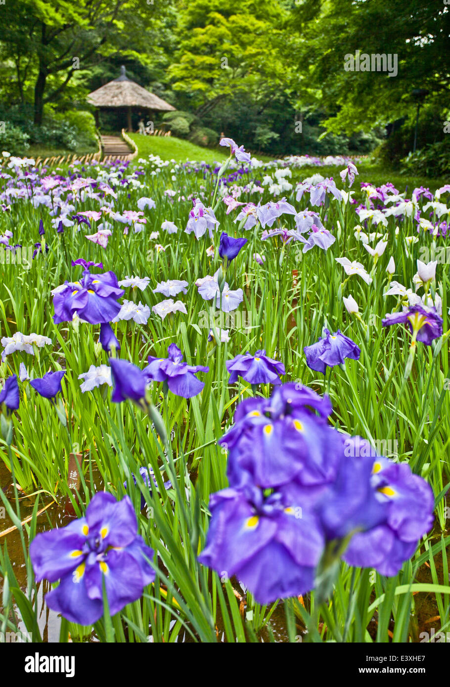 Iris garden tokyo hi-res stock photography and images - Alamy