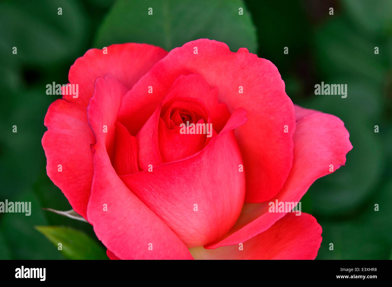 Pink panther rose hi-res stock photography and images - Alamy