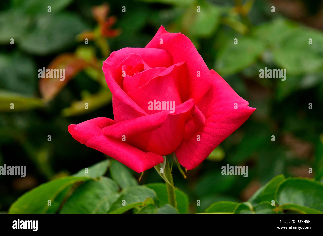 Shonai ryokuchi koen hi-res stock photography and images - Alamy