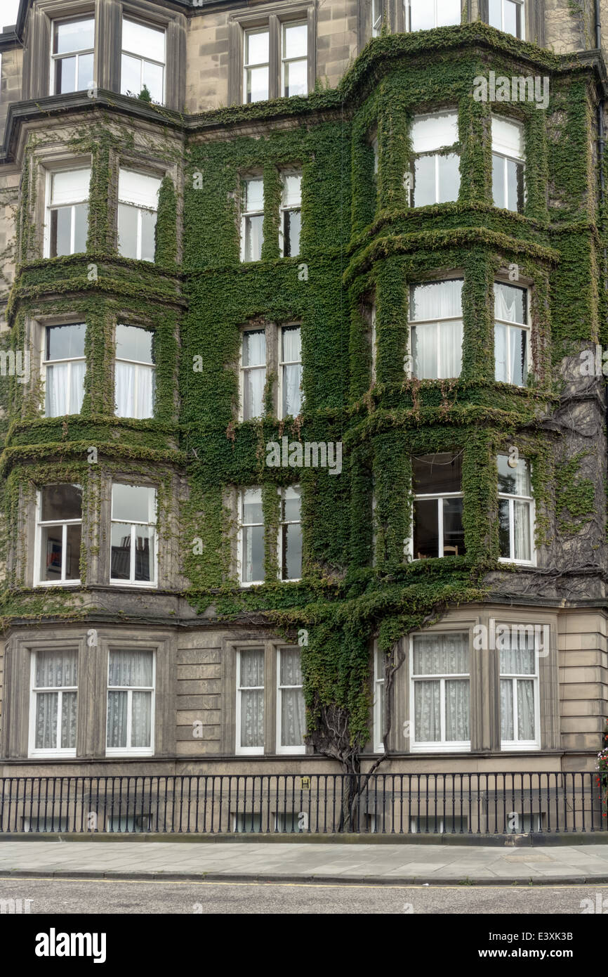 Ivy growing on house wall hi-res stock photography and images - Alamy
