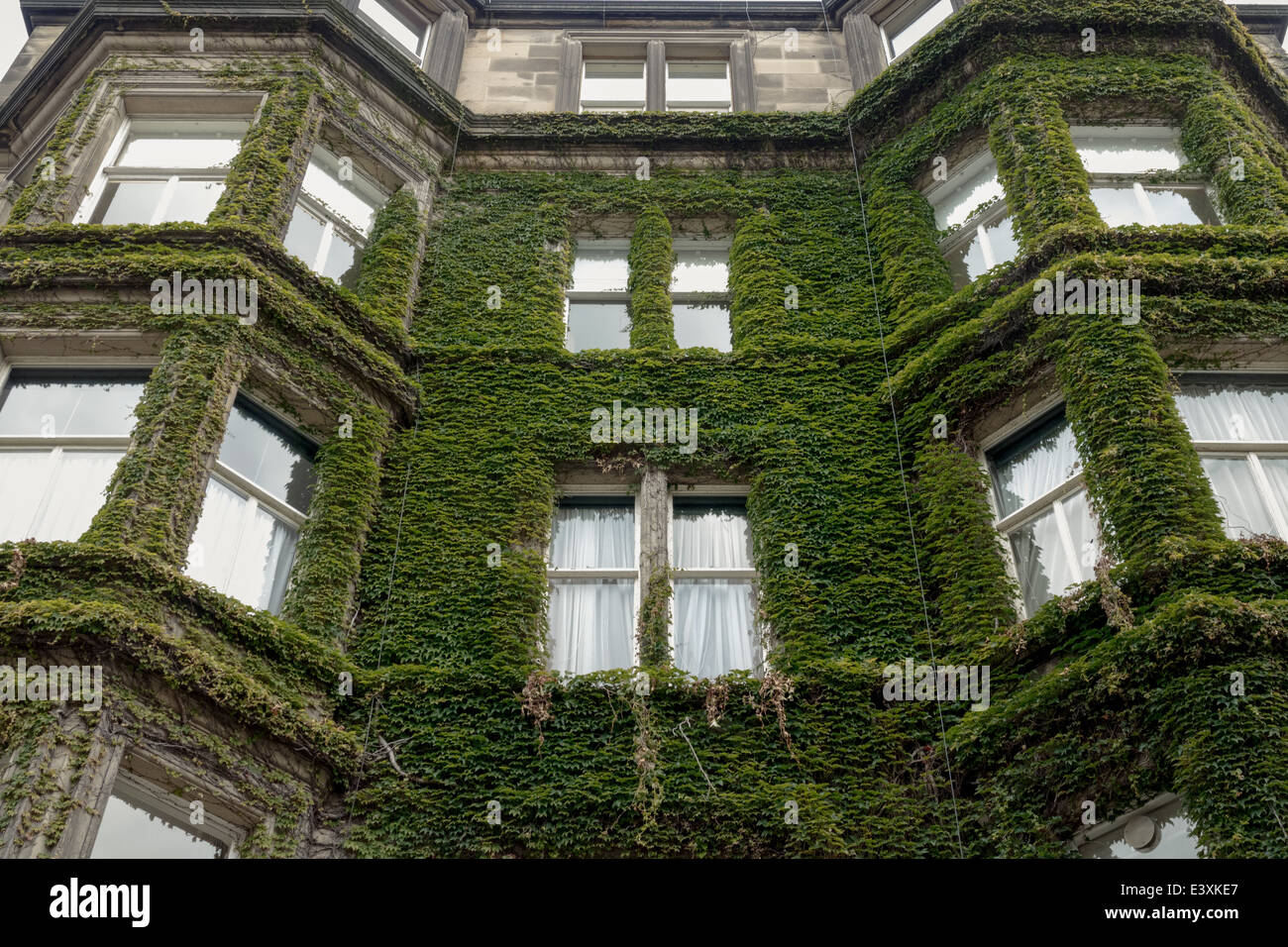 Ivy growing over a house hi-res stock photography and images - Alamy