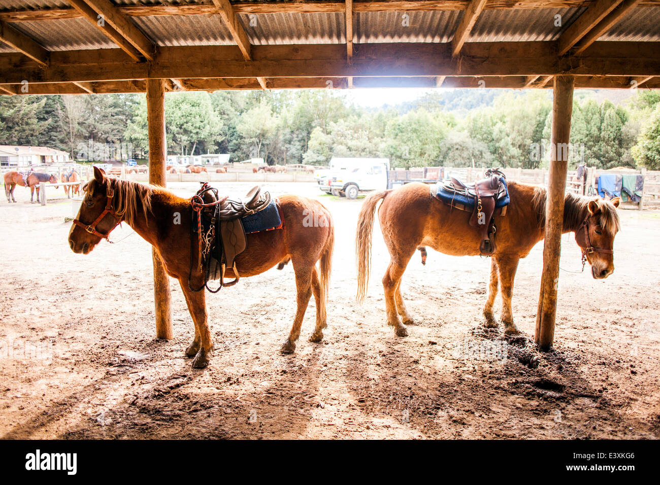Horses standing under canopy on ranch Stock Photo - Alamy