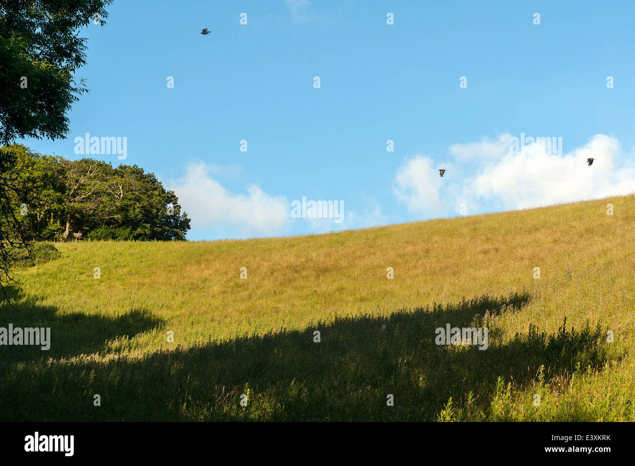 Devon Fields Stock Photos & Devon Fields Stock Images - Alamy