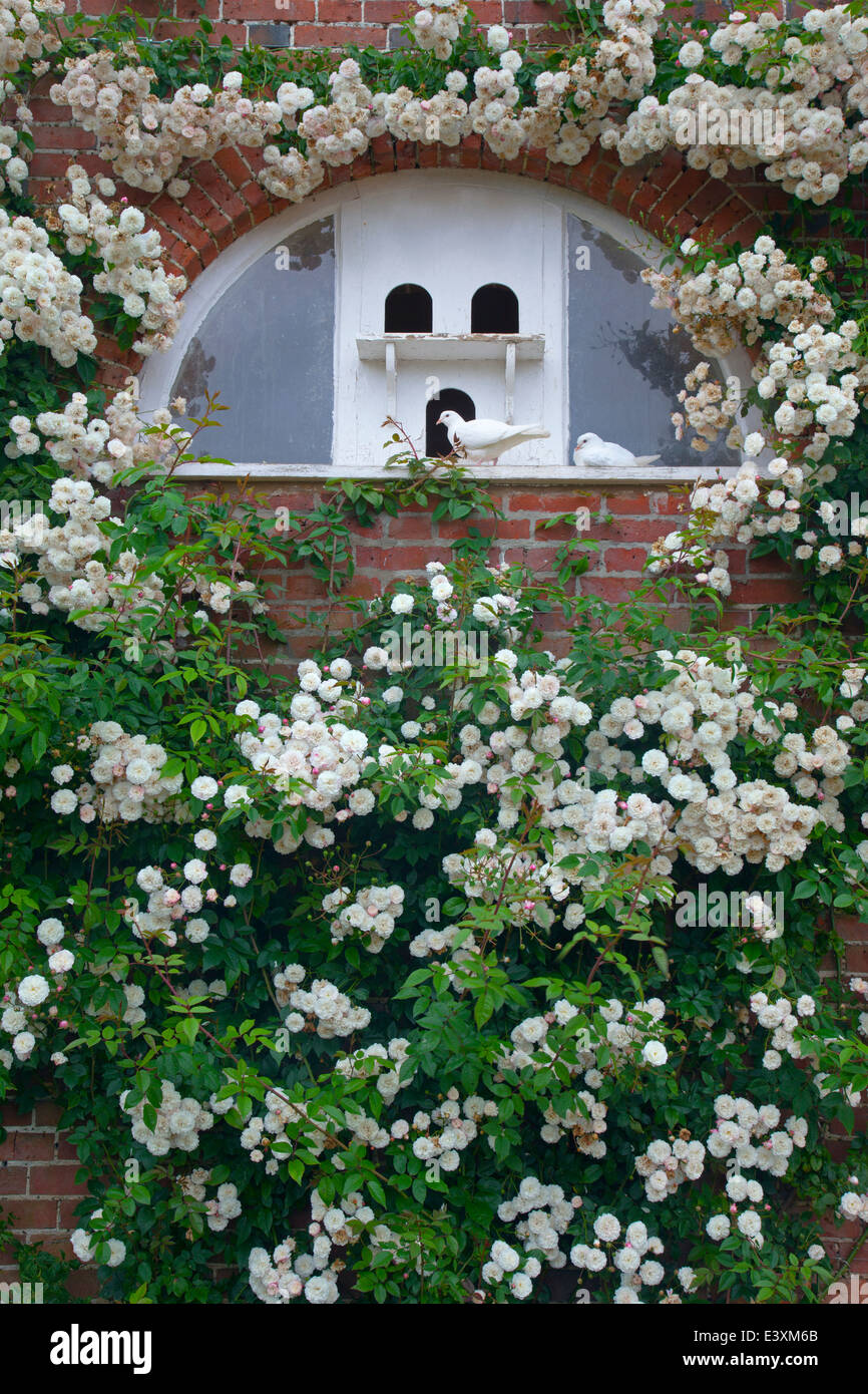 Old Dovecote with White Dove and climbing white roses Stock Photo - Alamy
