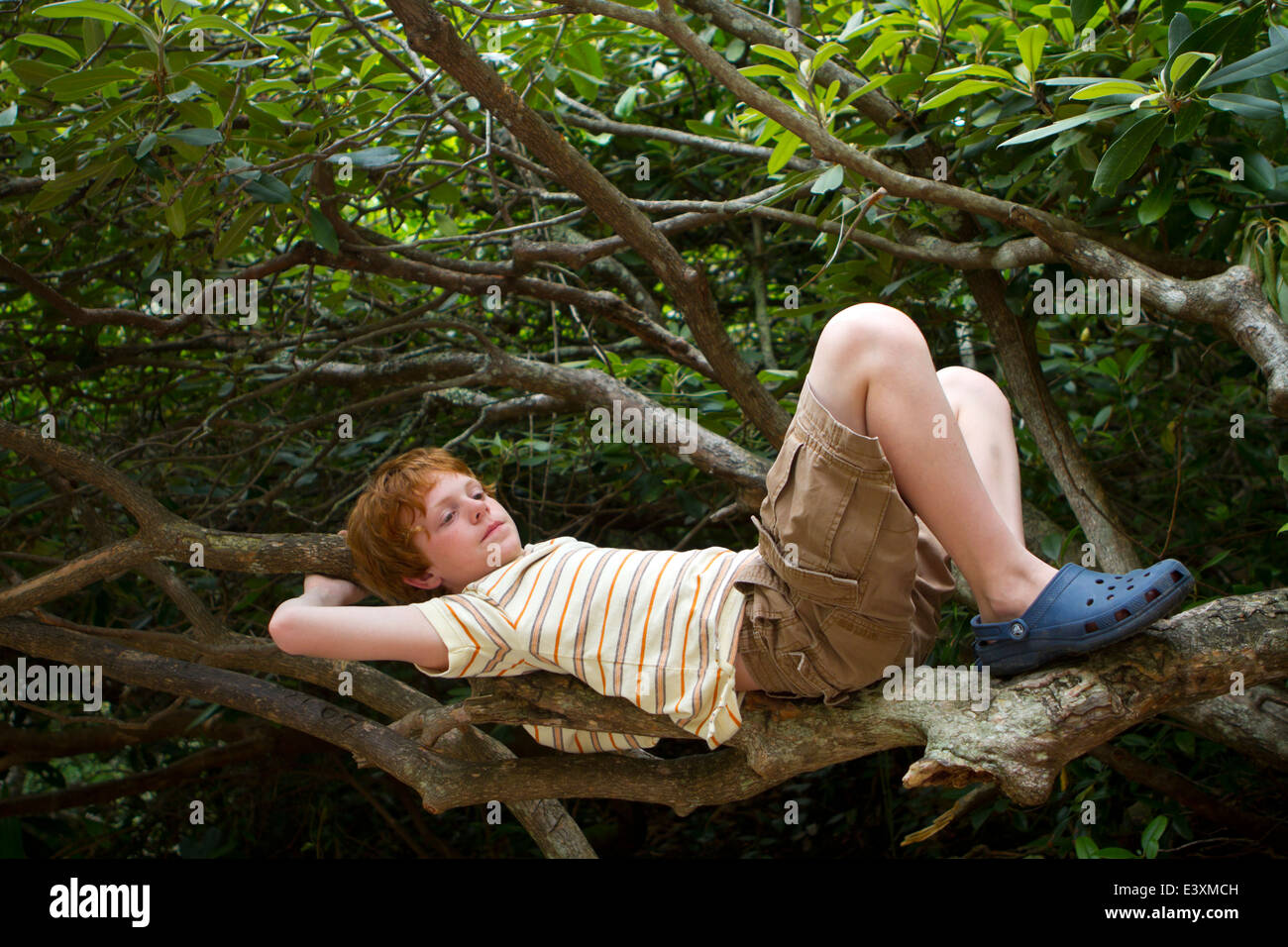 Caucasian boy relaxing in tree Stock Photo - Alamy