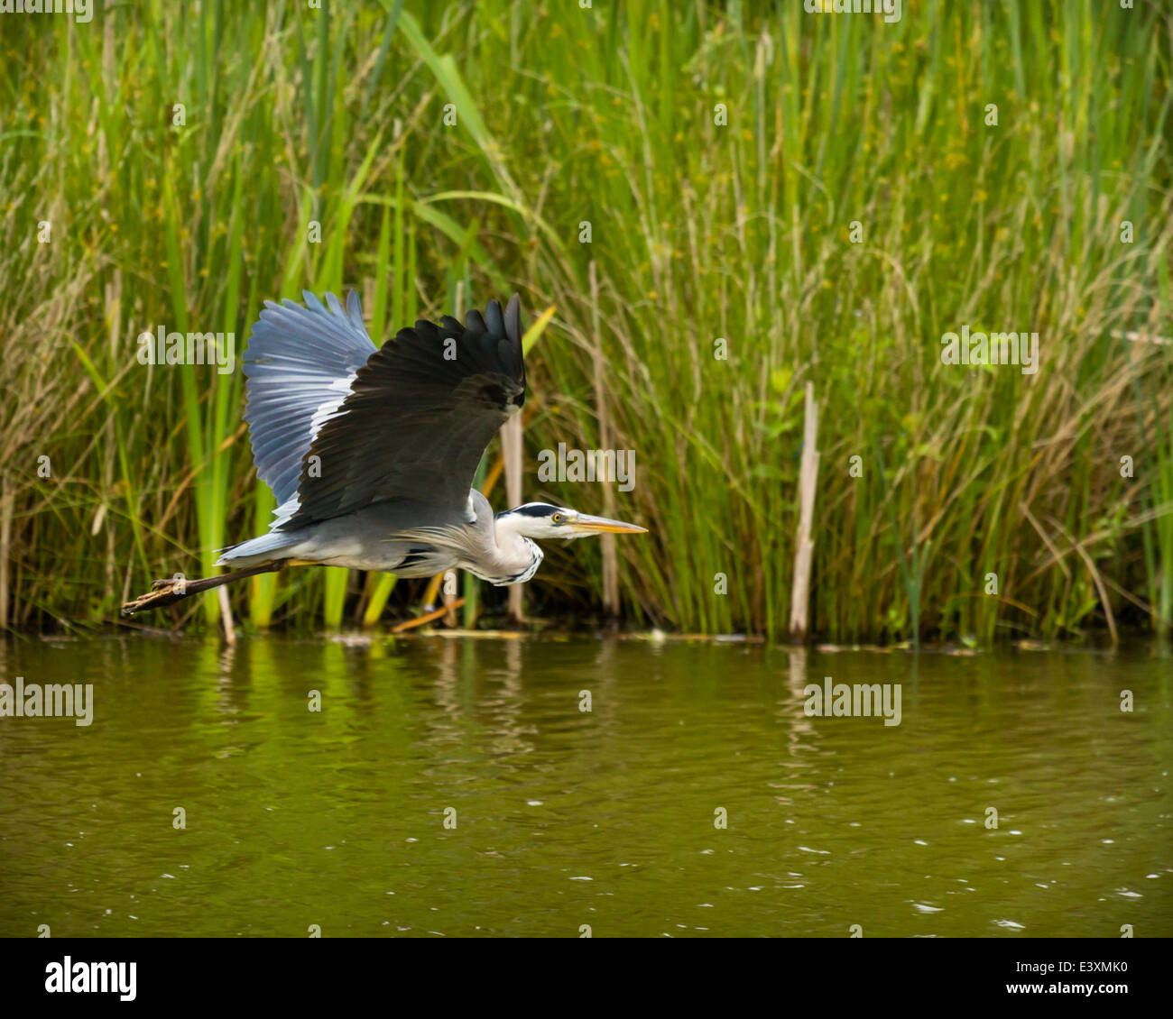 Grey Heron In Flight Stock Photo - Alamy
