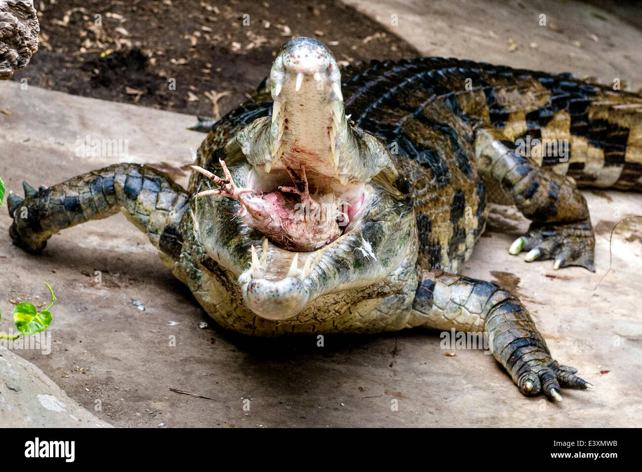 False gharial hi-res stock photography and images - Alamy