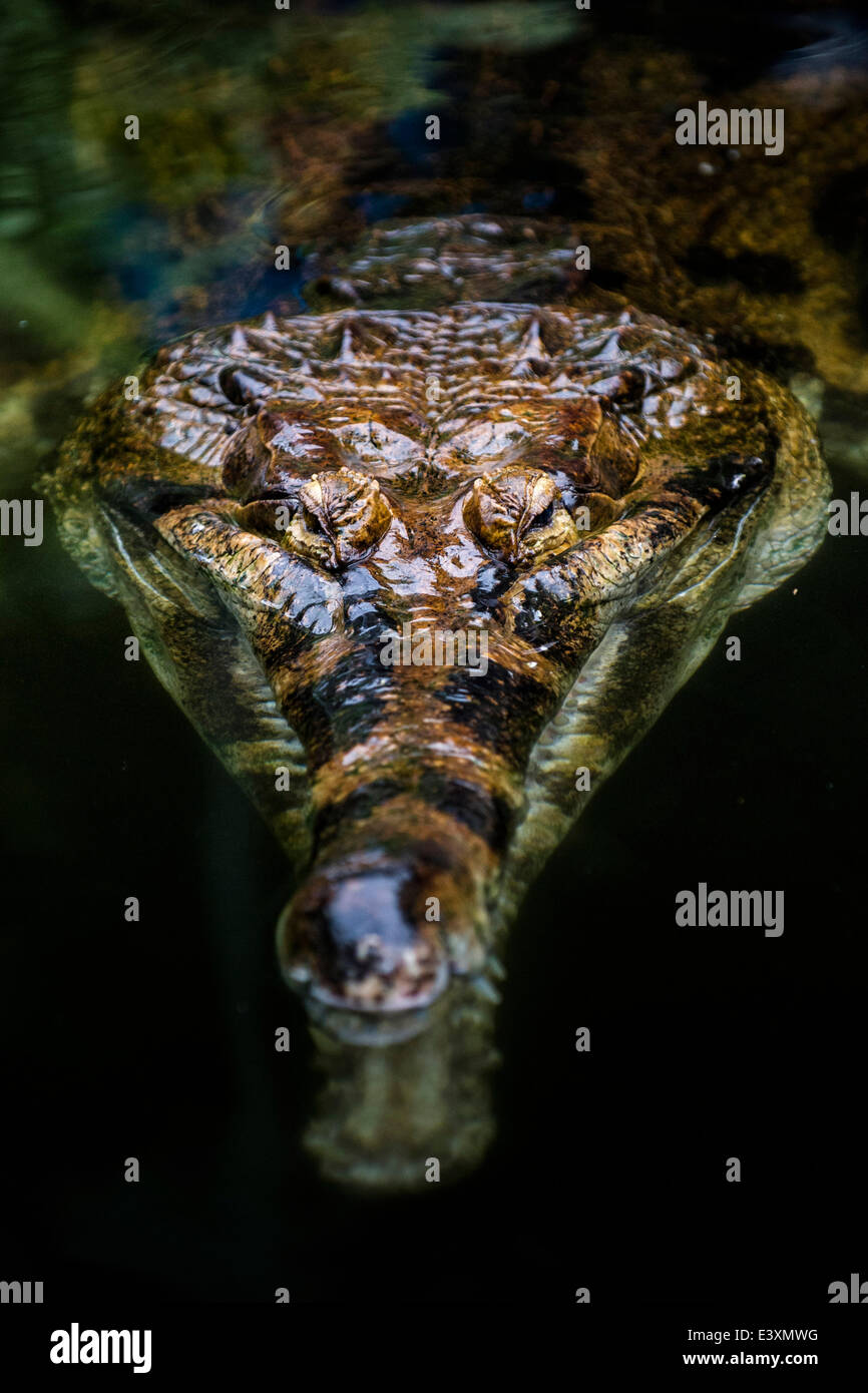 False gharial is seen during feeding by zoologist Pavel Moucha in the ...