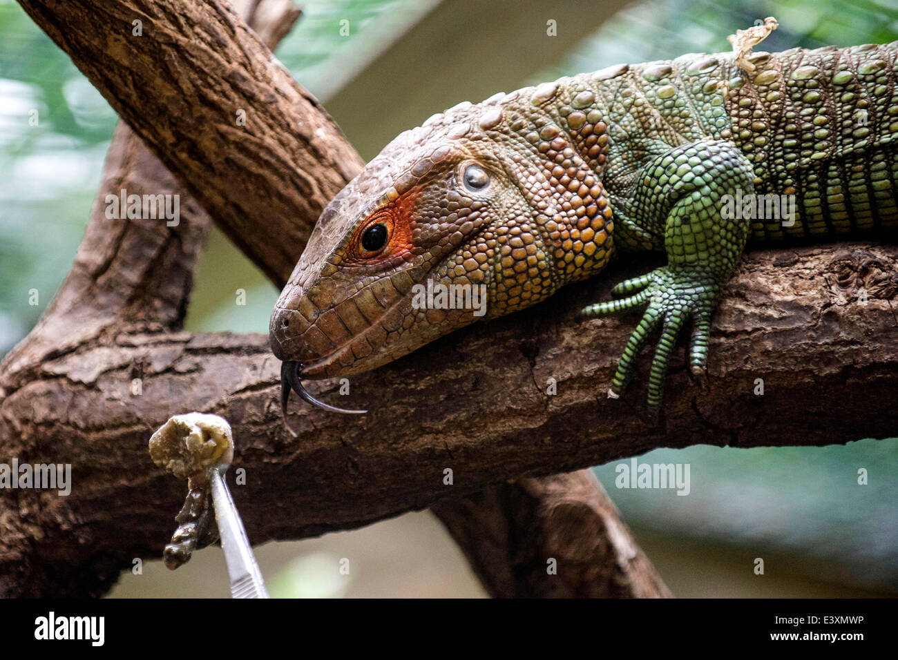 Caiman Lizard is seen during feeding in the zoo in Dvur Kralove nad ...