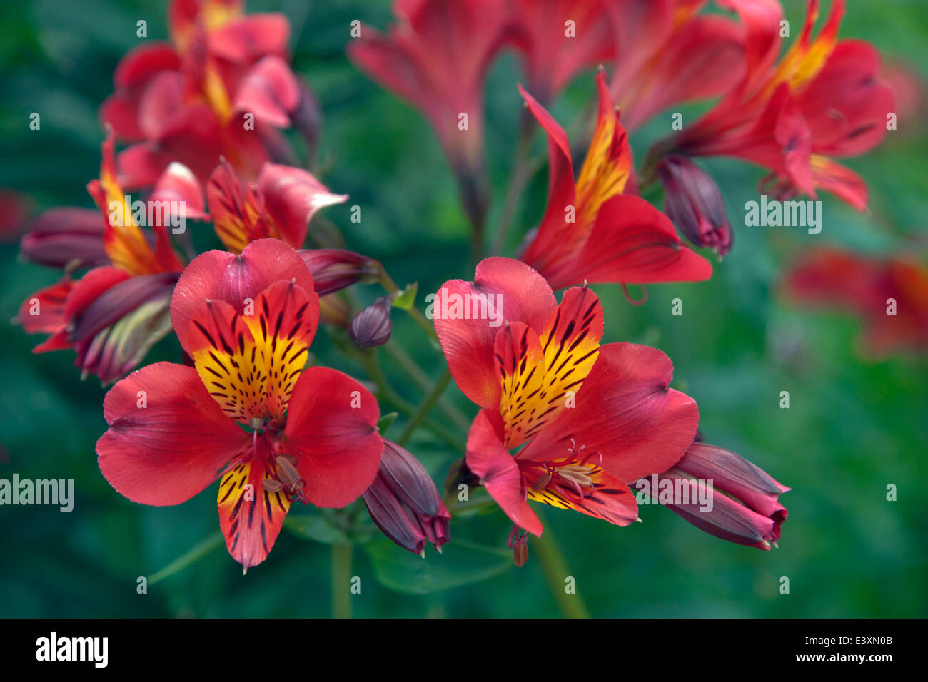 Red and Yellow Peruvian Lily June Norfolk Stock Photo - Alamy