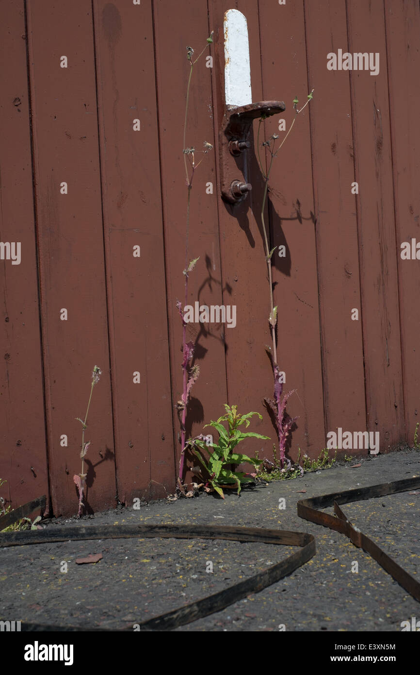 weed growing on a railway wagon Stock Photo - Alamy