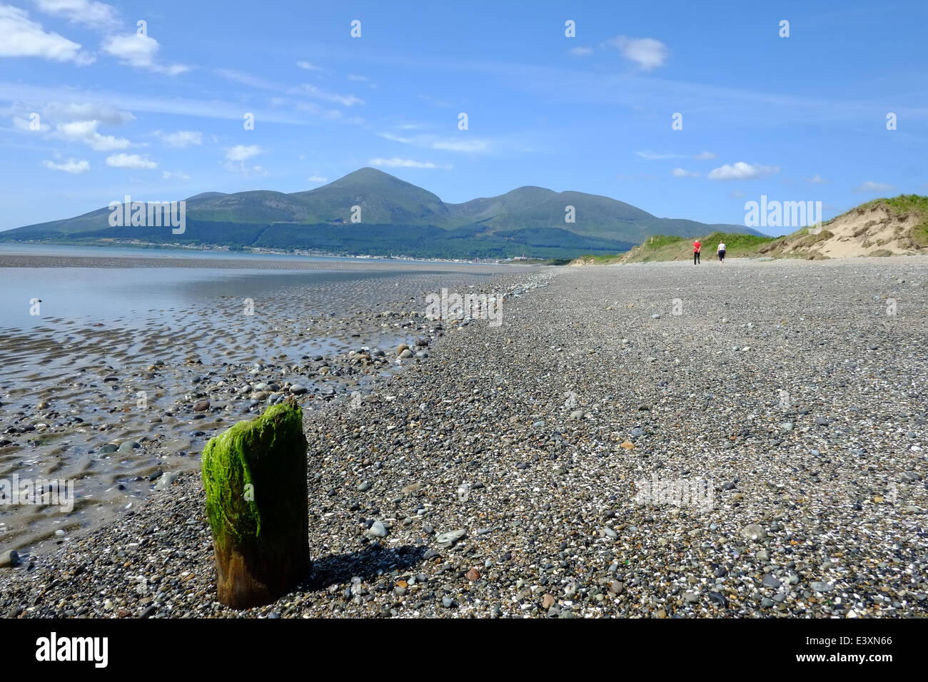 Murlough Beach with Mourne Mountains in distance and seaweed covered ...