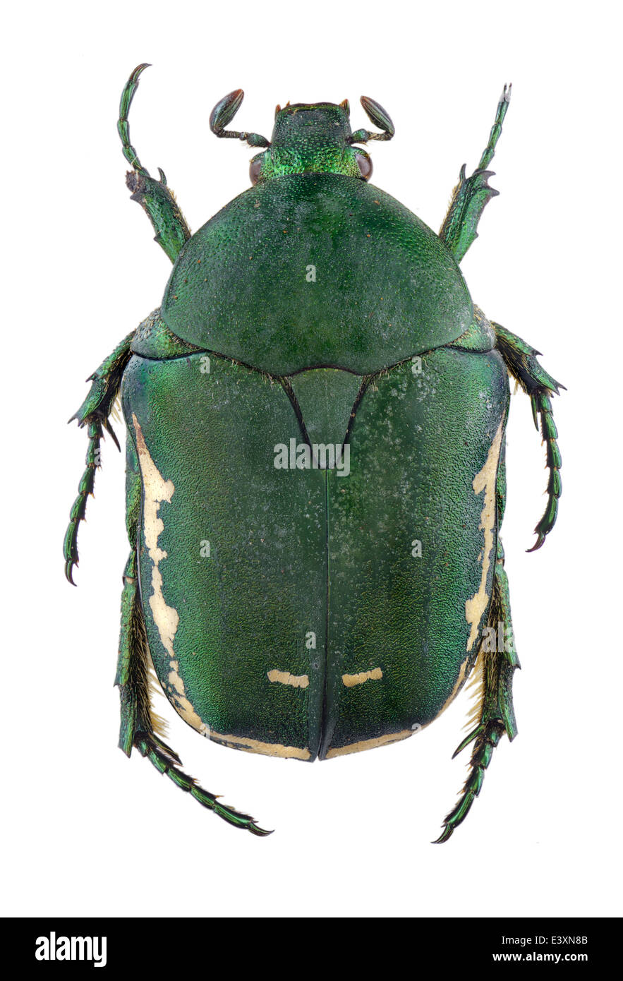 Coleoptera; Scarabaeidae; Protaetia ungarica; Herbst 1790; L: 25mm ...