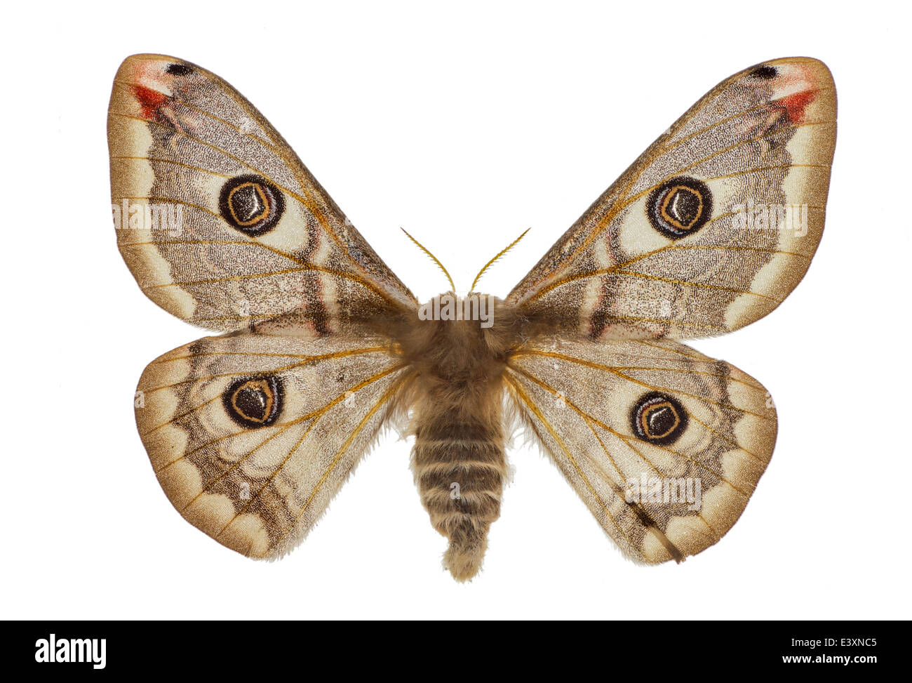 Lepidoptera; Saturniidae; Saturnia pavonia; female; Linnaeus 1758; L ...