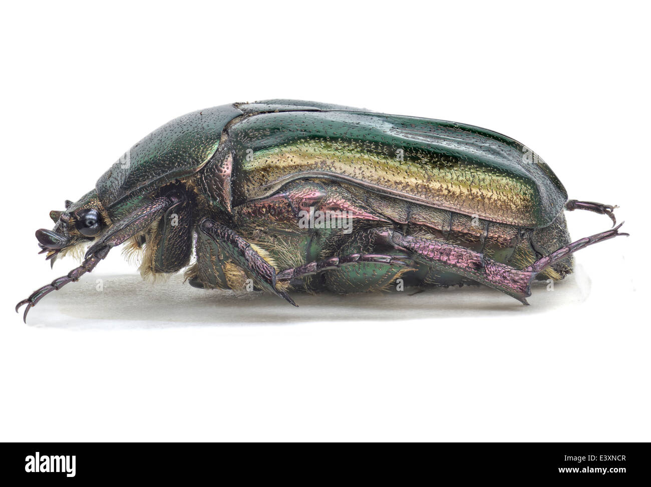 Protaetia cuprea hi-res stock photography and images - Alamy