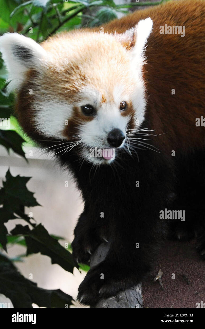 Pilsen, Czech Republic. 1st July, 2014. One year old female of red ...