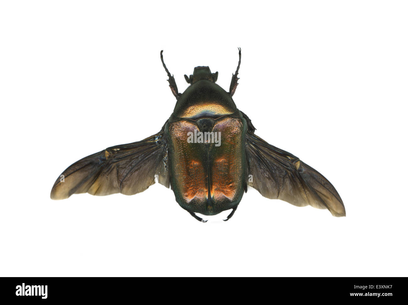 Coleoptera; Scarabaeoidea; Potosia cuprea; Protaetia cuprea; Fabricius ...