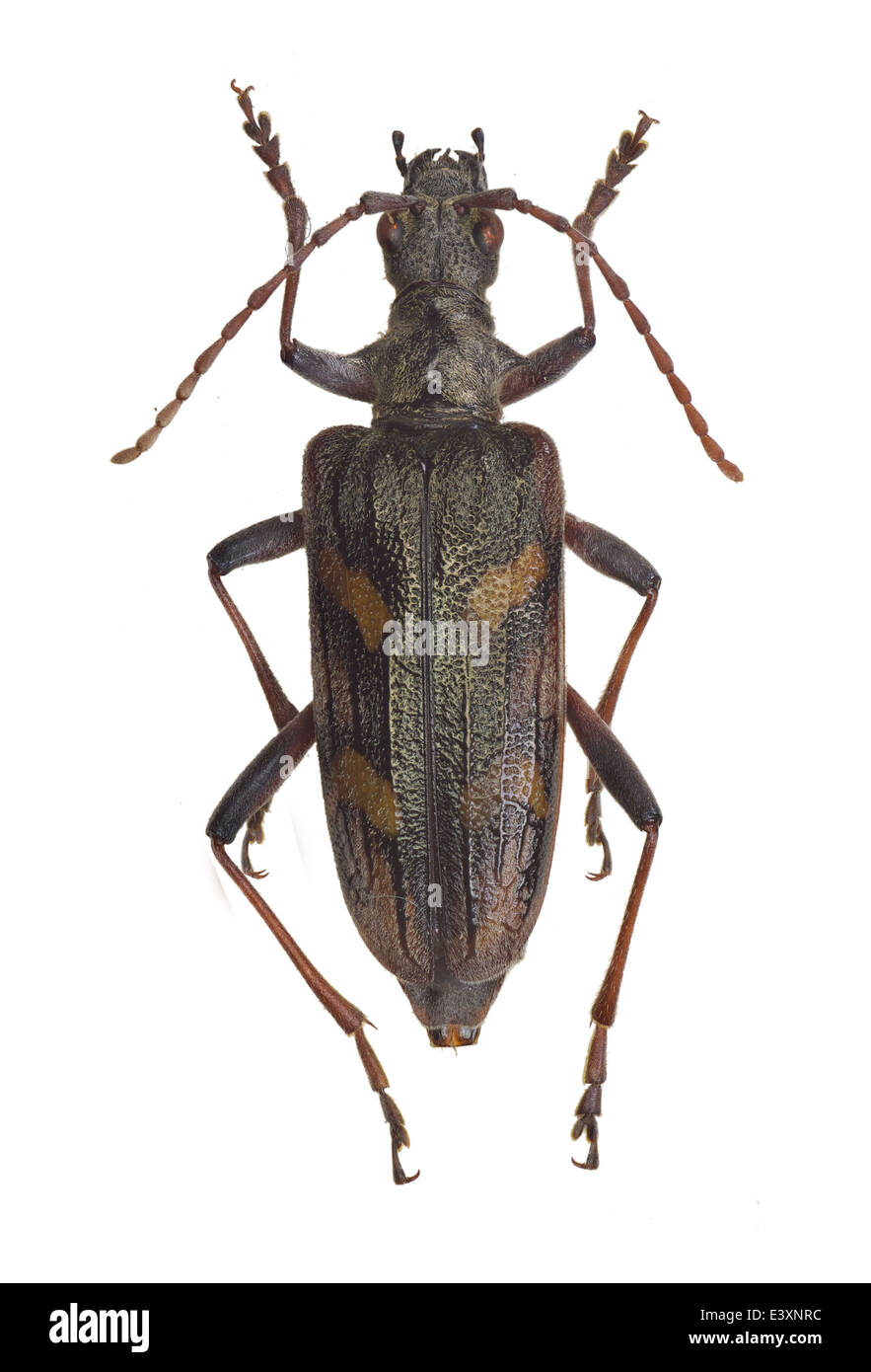 Coleoptera; Cerambicidae; Raghium bifasciatum; Fabricius 1775; Two ...