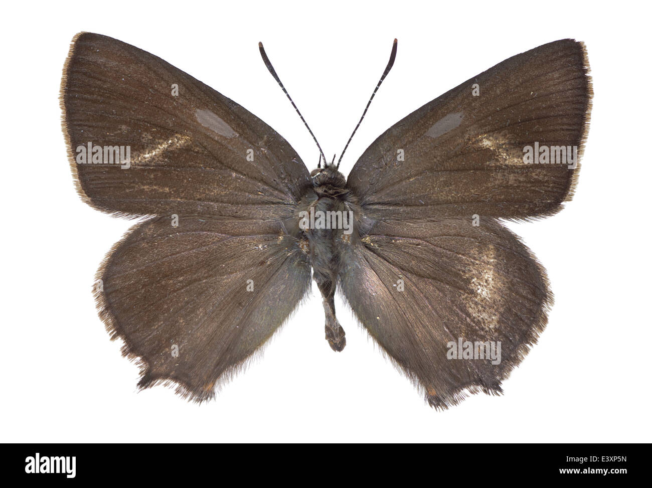 Lepidoptera; Lycaenidae; Satyrium spini; Schiffermüller 1775; Blue Spot ...