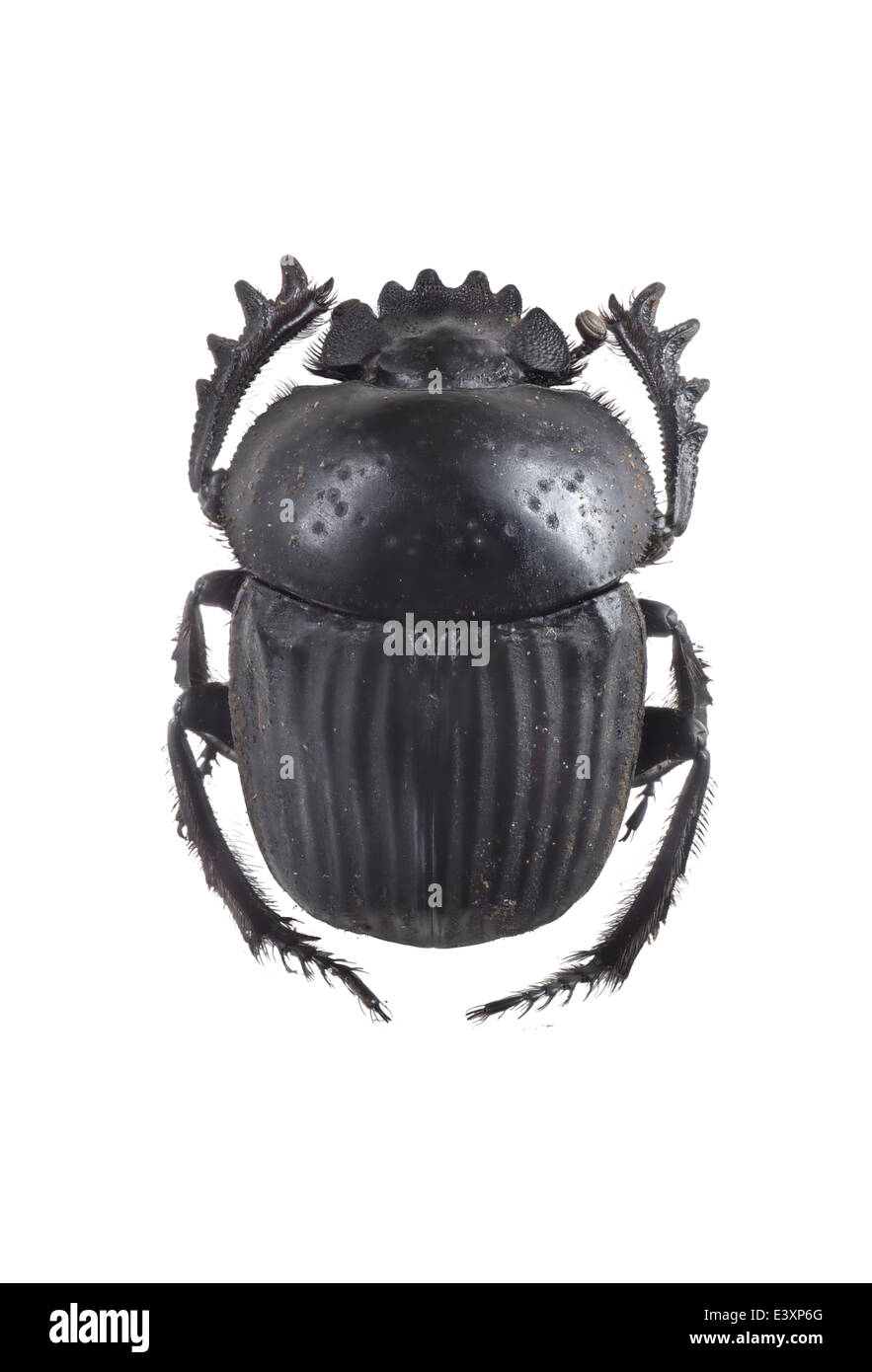 Coleoptera; Scarabaeidae; Scarabaeus laticollis; Linnaeus 1767 Stock ...