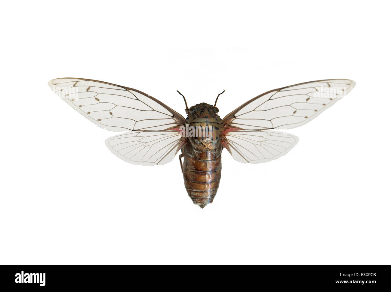 Cicadidae megapomponia imperatoria hi-res stock photography and images ...