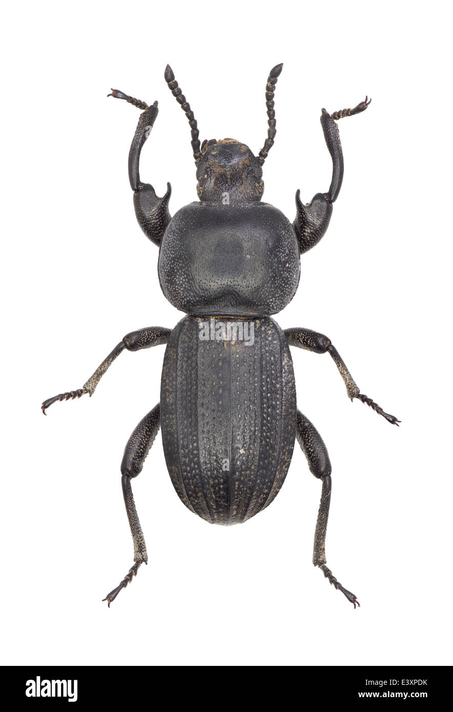 Scaurus punctatus hi-res stock photography and images - Alamy