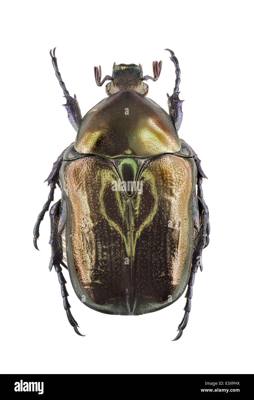 Angustata hi-res stock photography and images - Alamy