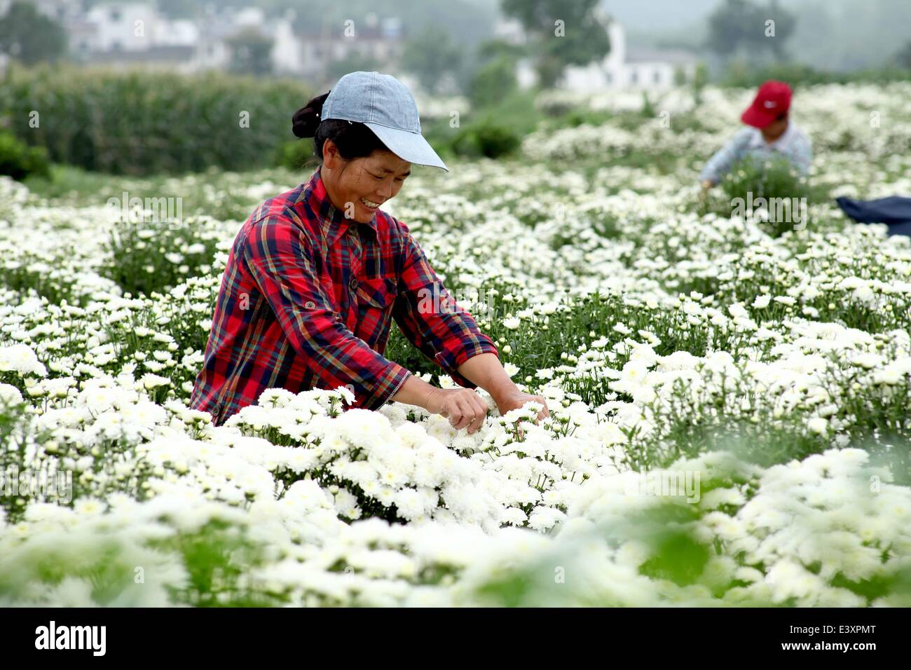 Huangshan, China's Anhui Province. 1st July, 2014. A farmer picks ...