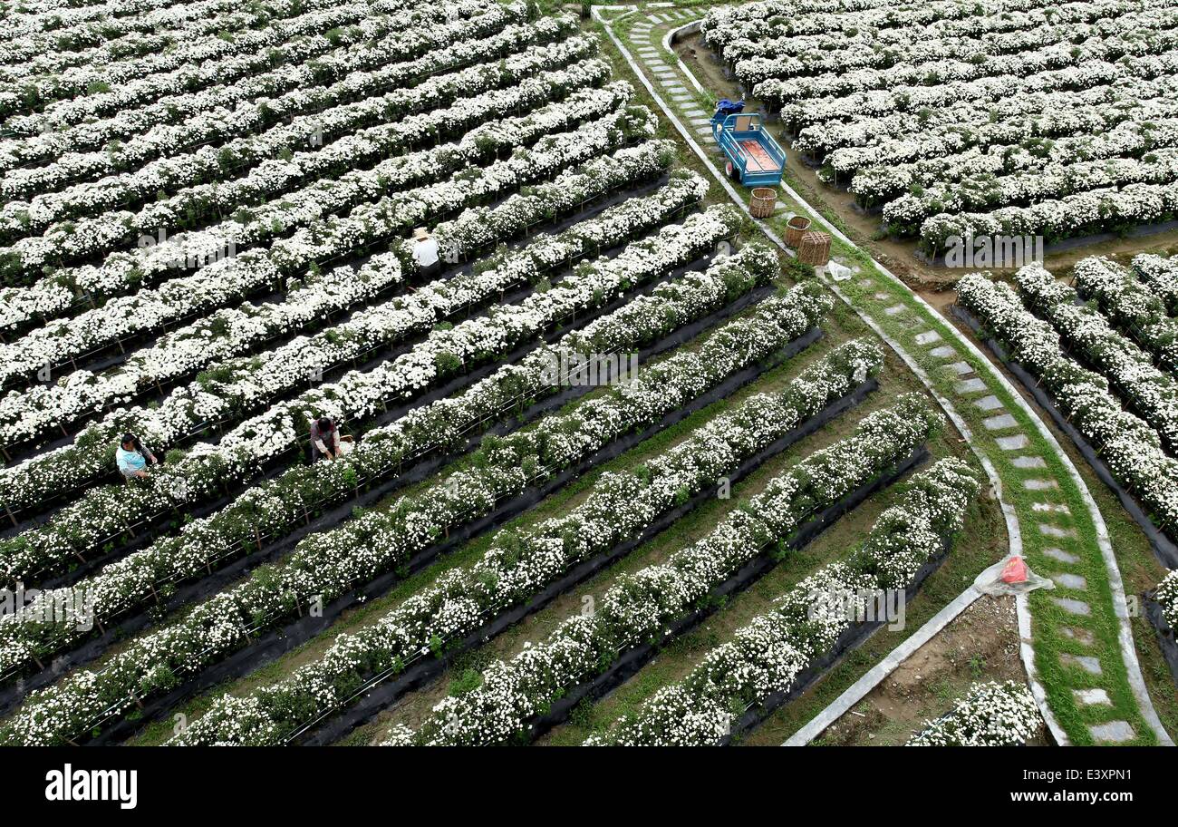 Huangshan, China's Anhui Province. 1st July, 2014. Farmers pick ...