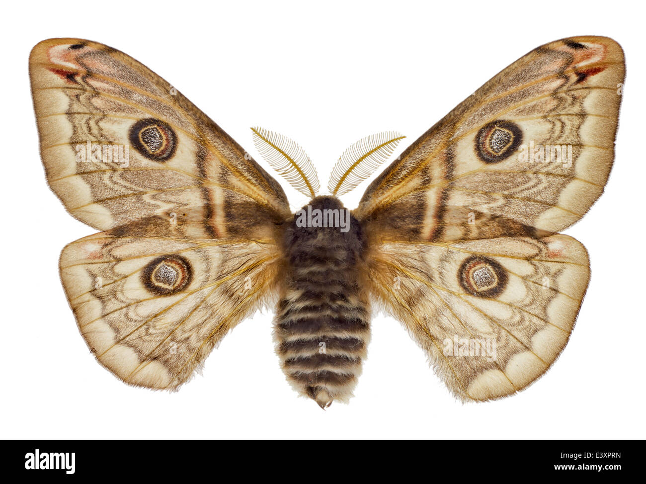 Lepidoptera; Saturniidae; Saturnia spini; Denis & Schiffermuller 1775 ...