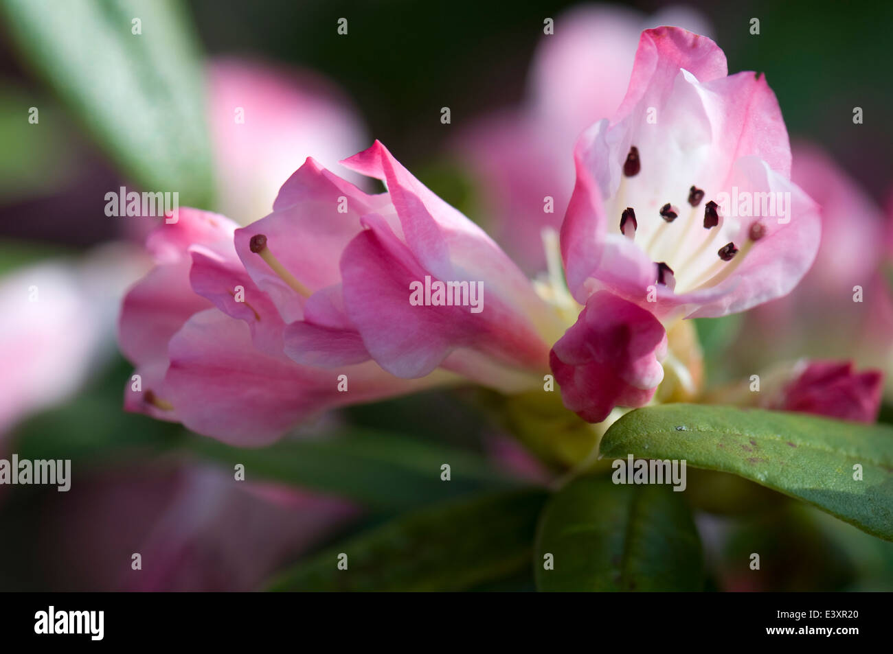 Rhododendron seta group. RHS Wisley Stock Photo - Alamy
