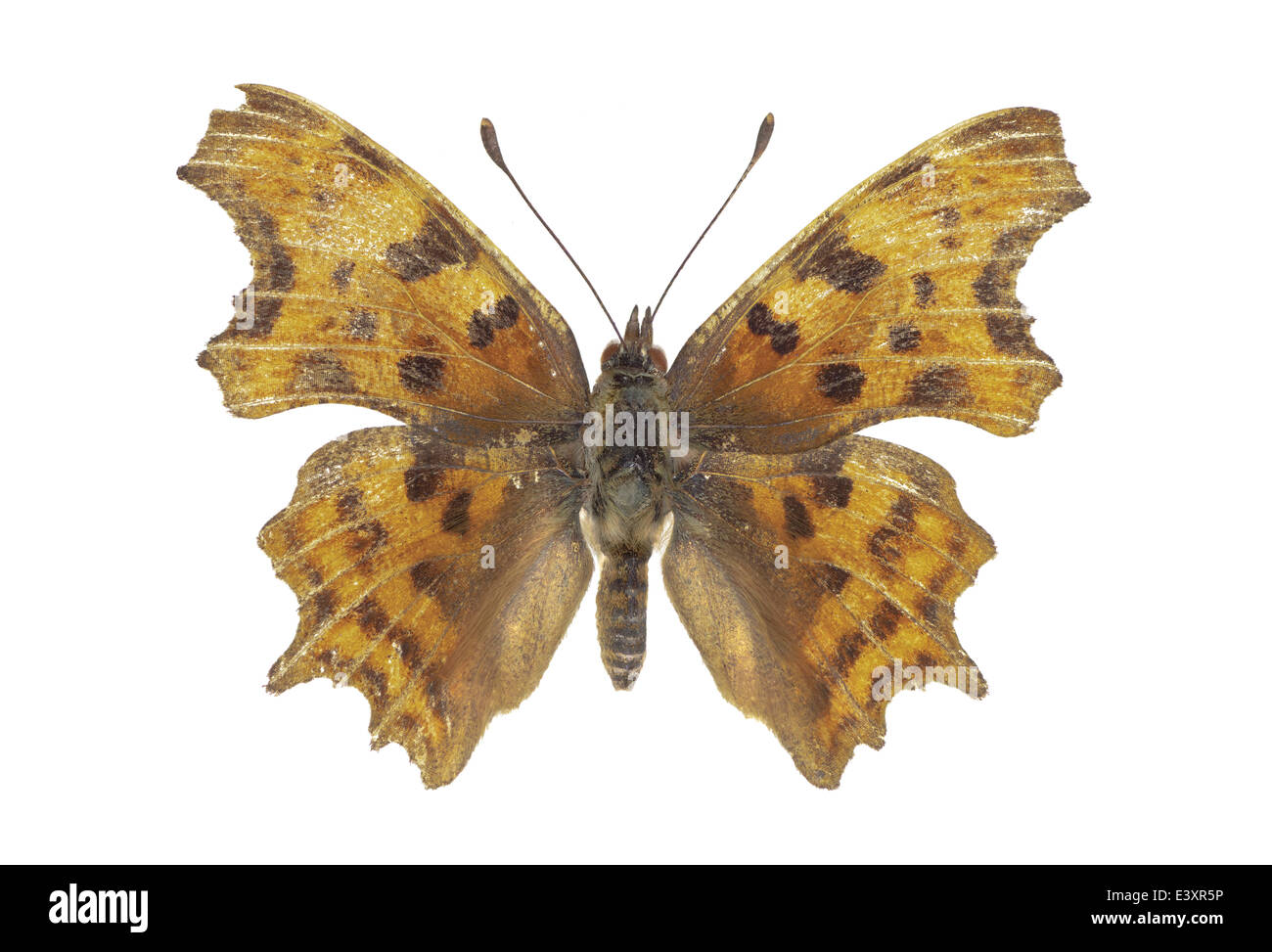 Lepidoptera; Nymphalidae; Polygonia c-album; Linnaeus 1758; Comma Stock ...