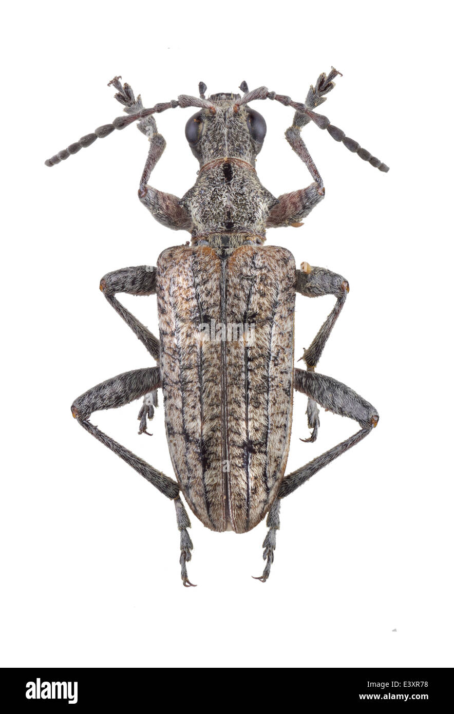 Coleoptera; cerambycidae; Rhagium inquisitor; male; Linnaeus 1758; 15 ...