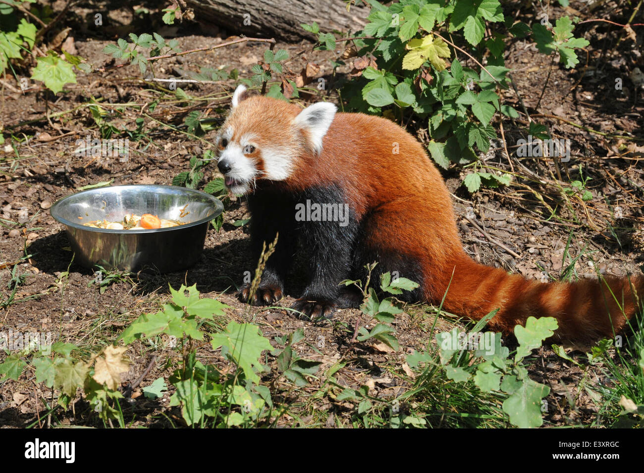 Pilsen, Czech Republic. 1st July, 2014. One year old female of red ...
