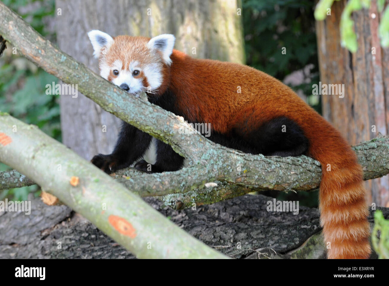 Pilsen, Czech Republic. 1st July, 2014. One year old female of red ...