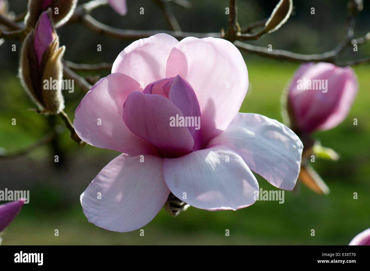 Magnolia 'Iolanthe'. Sir Harold Hillier Gardens Stock Photo - Alamy
