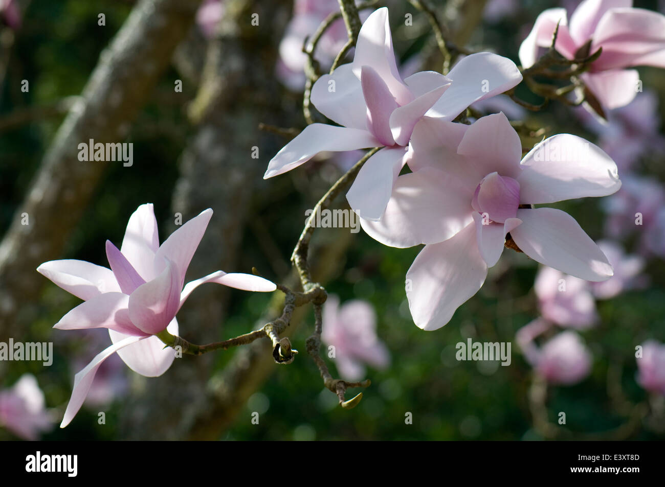 Magnolia campbellii. Sir Harold Hillier Gardens Stock Photo - Alamy