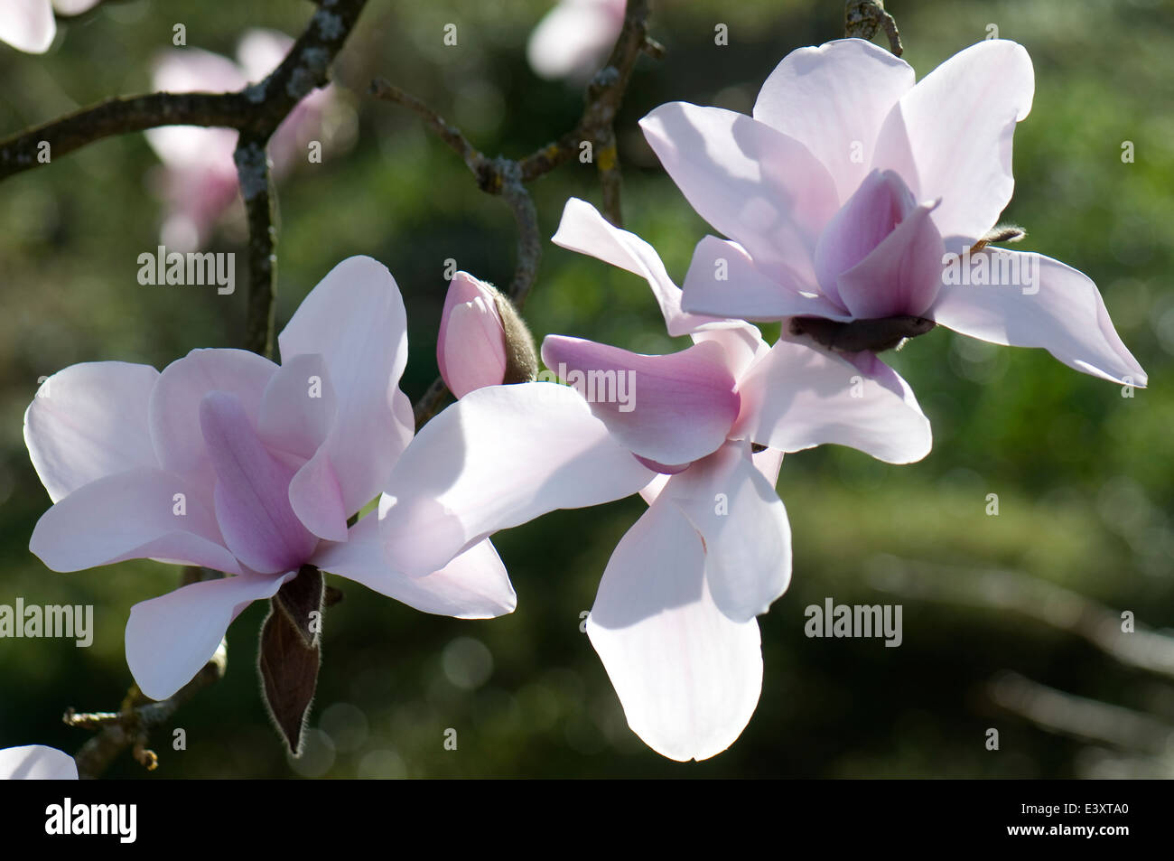 Magnolia campbellii. Sir Harold Hillier Gardens Stock Photo - Alamy