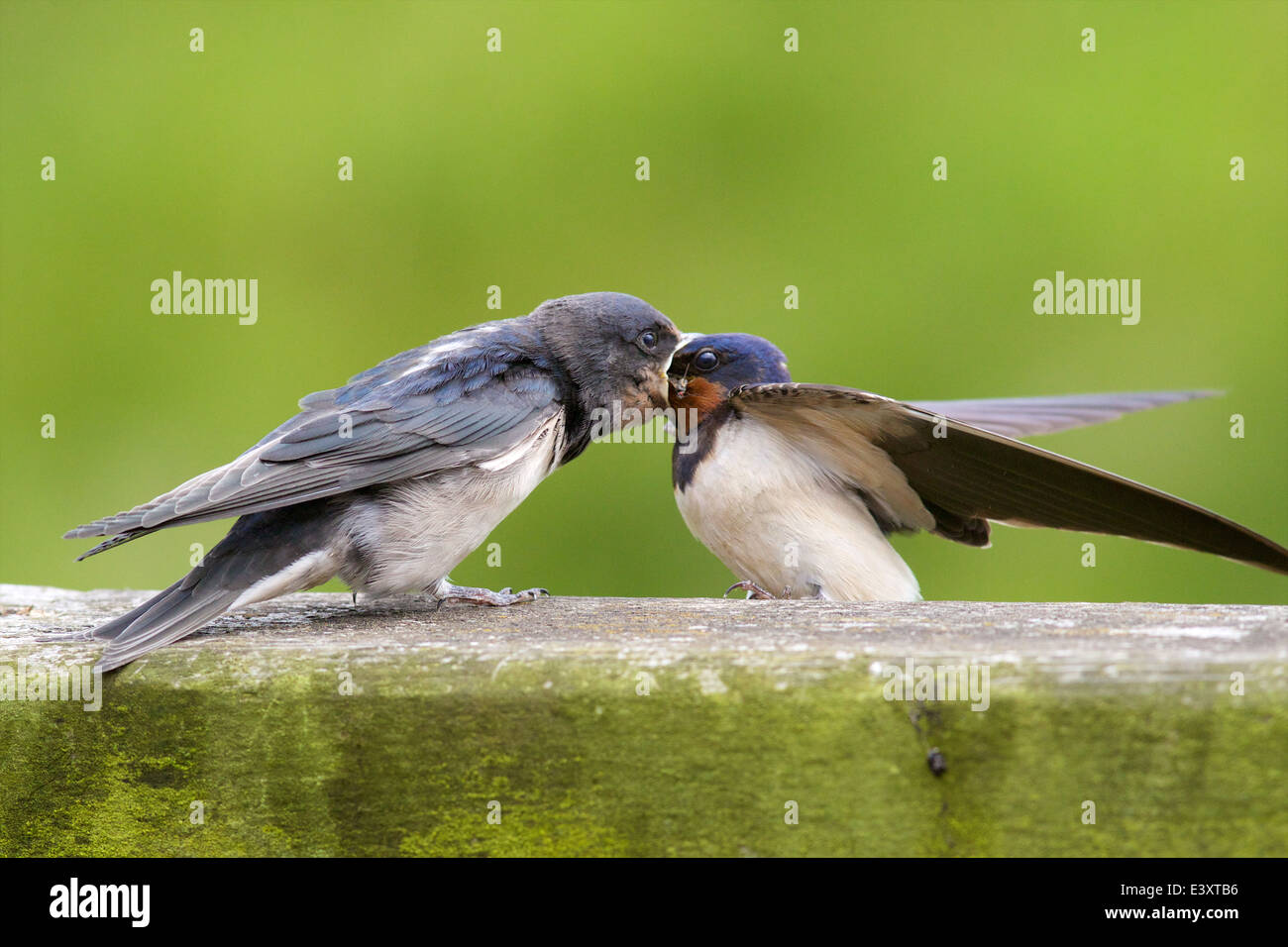 Juvenile barn swallow hi-res stock photography and images - Alamy