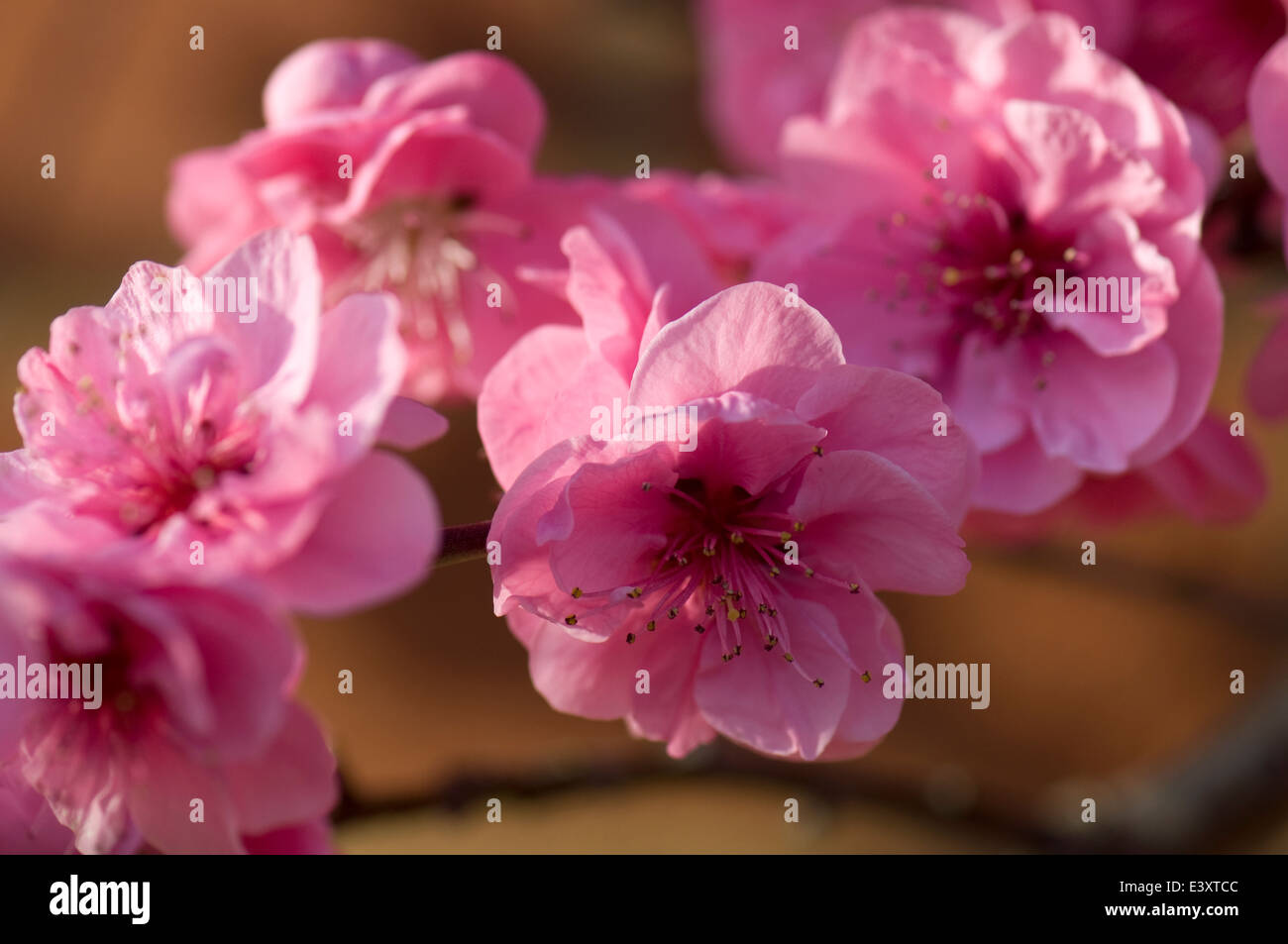 Prunus persica 'Prince Charming' (peach). Sir Harold Hillier Gardens ...