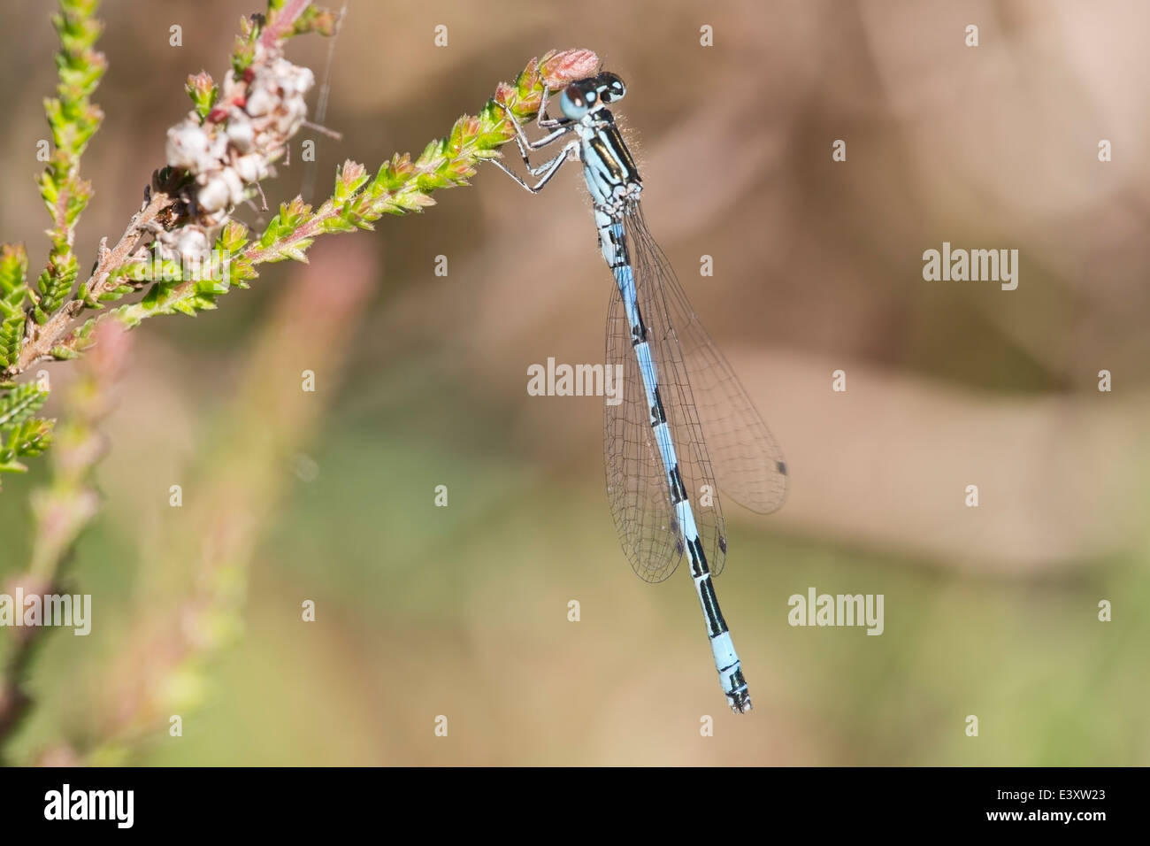 Biodiversity action plan hi-res stock photography and images - Alamy
