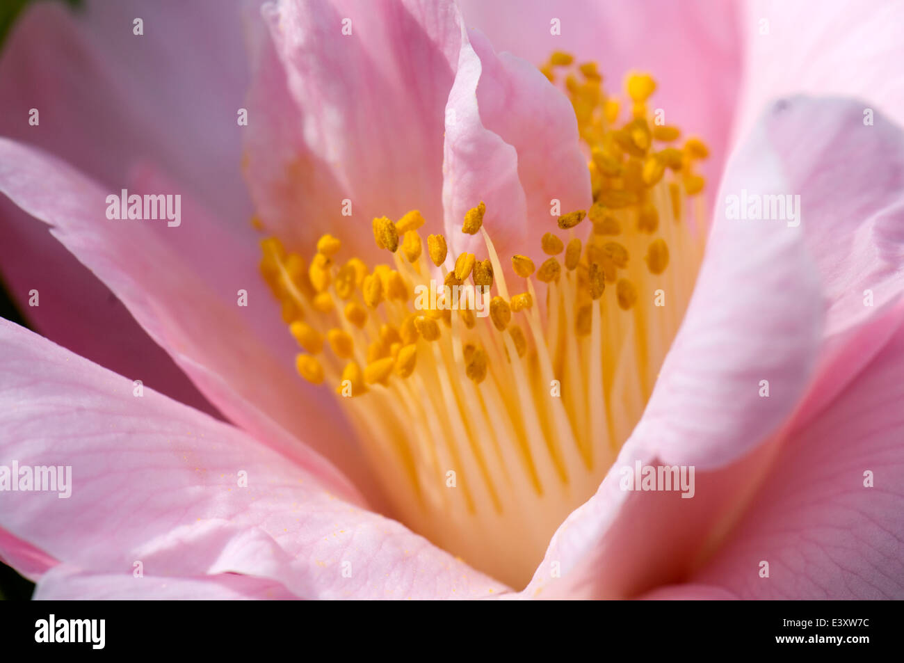 Bonnie Marie High Resolution Stock Photography and Images - Alamy