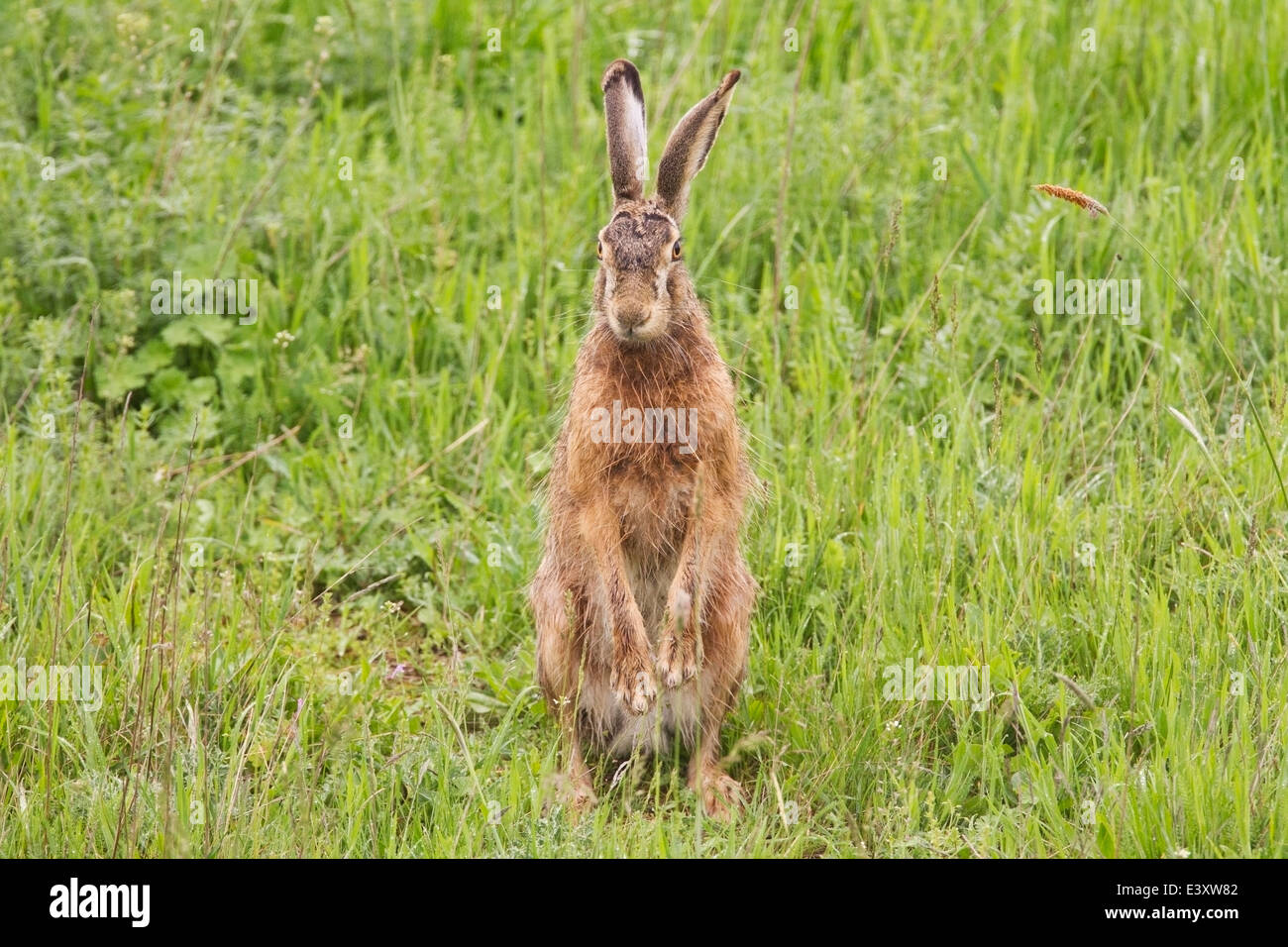 European brown hare (Lepus europaeus) adult sitting upright on ground ...