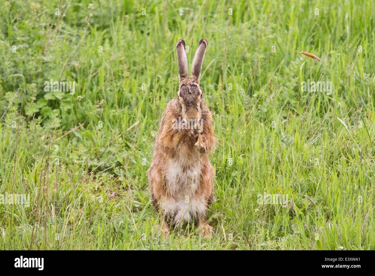 Brown hare sitting upright hi-res stock photography and images - Alamy